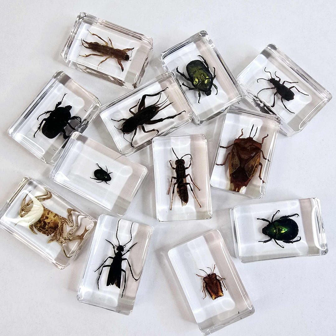 Resin Encased Bugs Insects Fish. Entomology. Taxidermy. Ichthyology ...