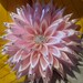 FLOWER PIN - Etsy