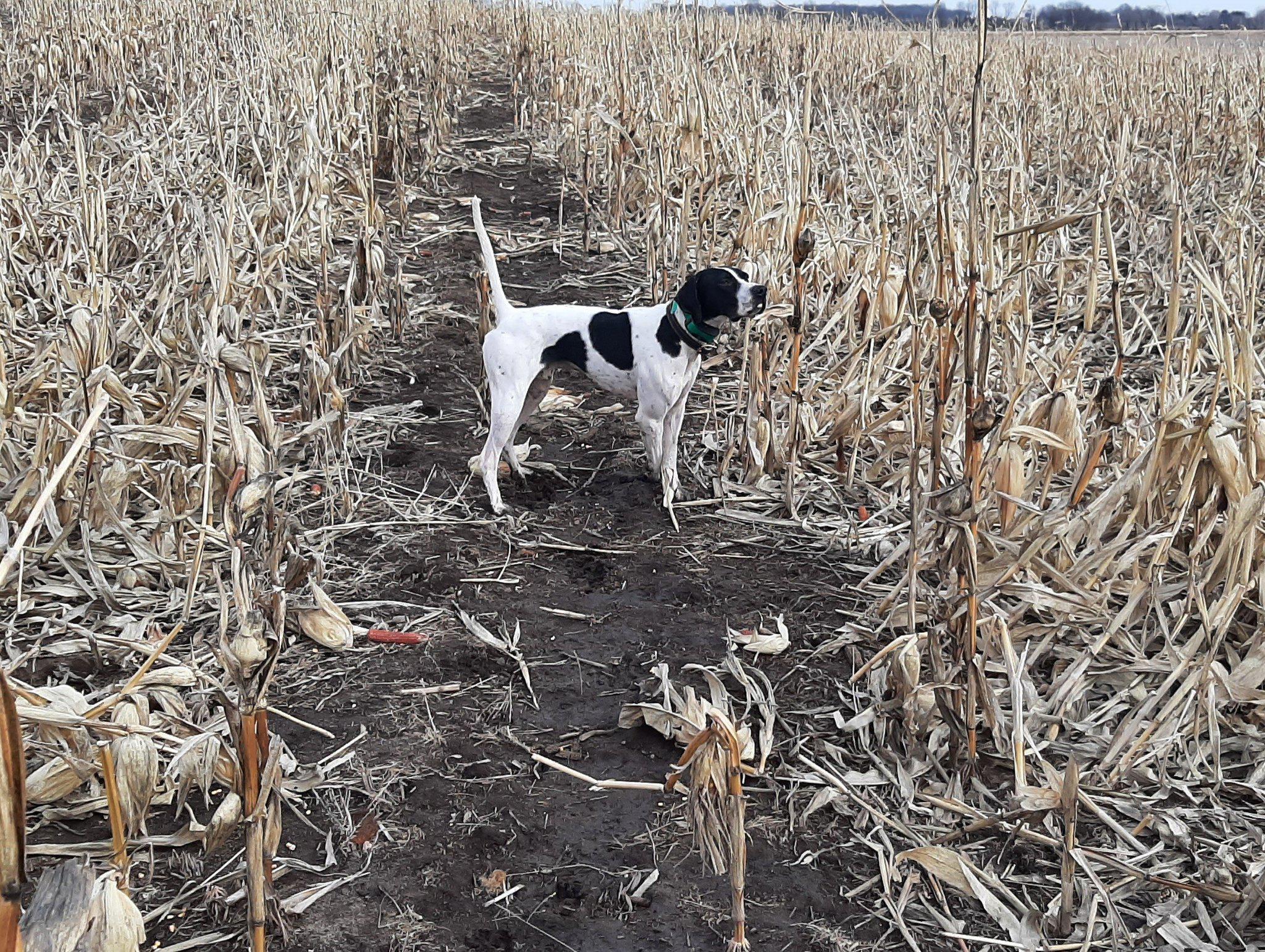 English Pointer at the Post Custom - Etsy