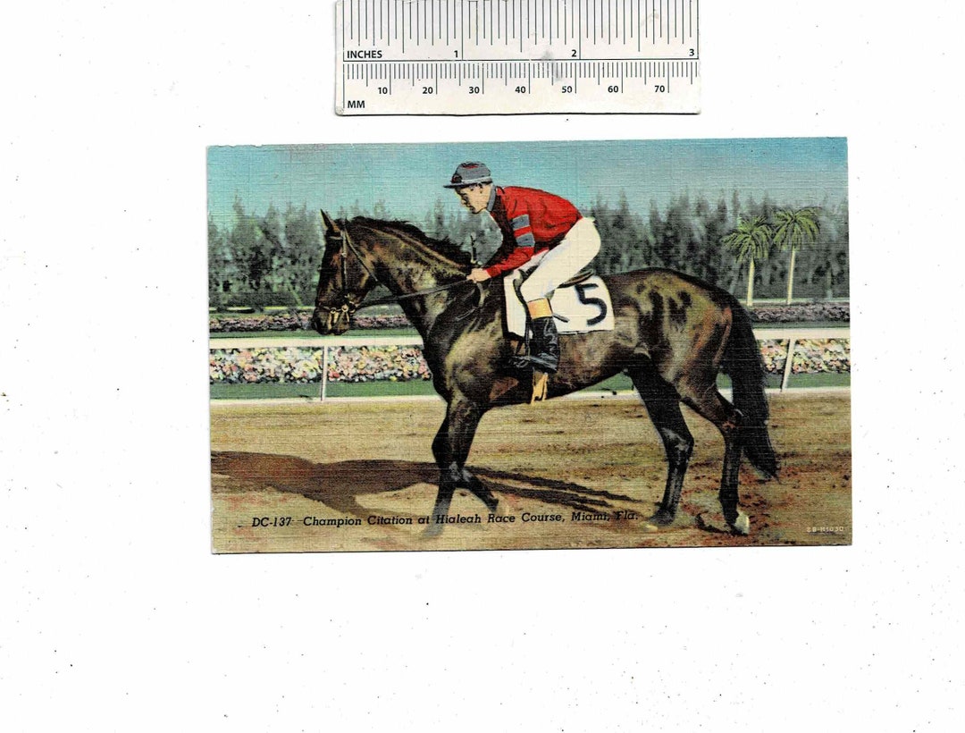 1950 CITATION Triple Crown Winner Race Horse at Hialeah Track Miami ...