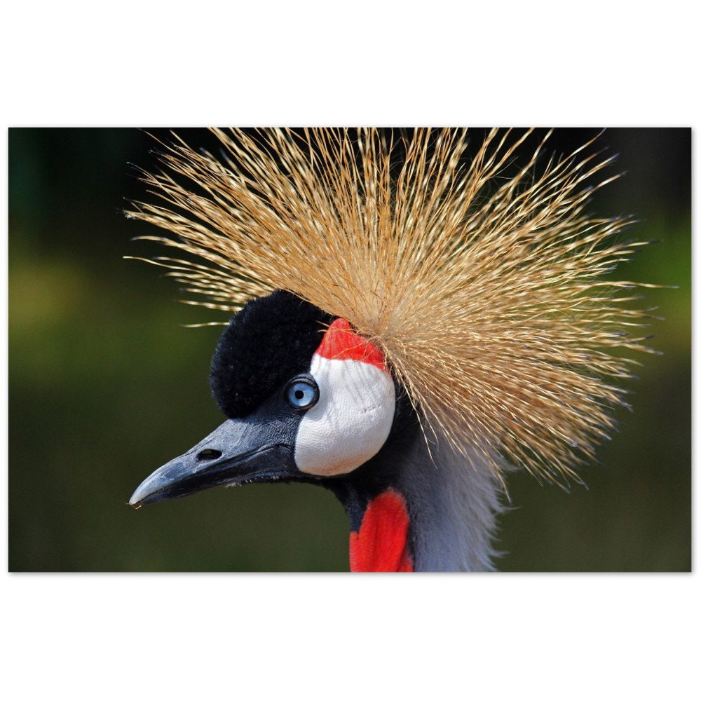 Classic Crane Head With Plume - Etsy