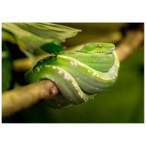 Jungle Snakes In Trees