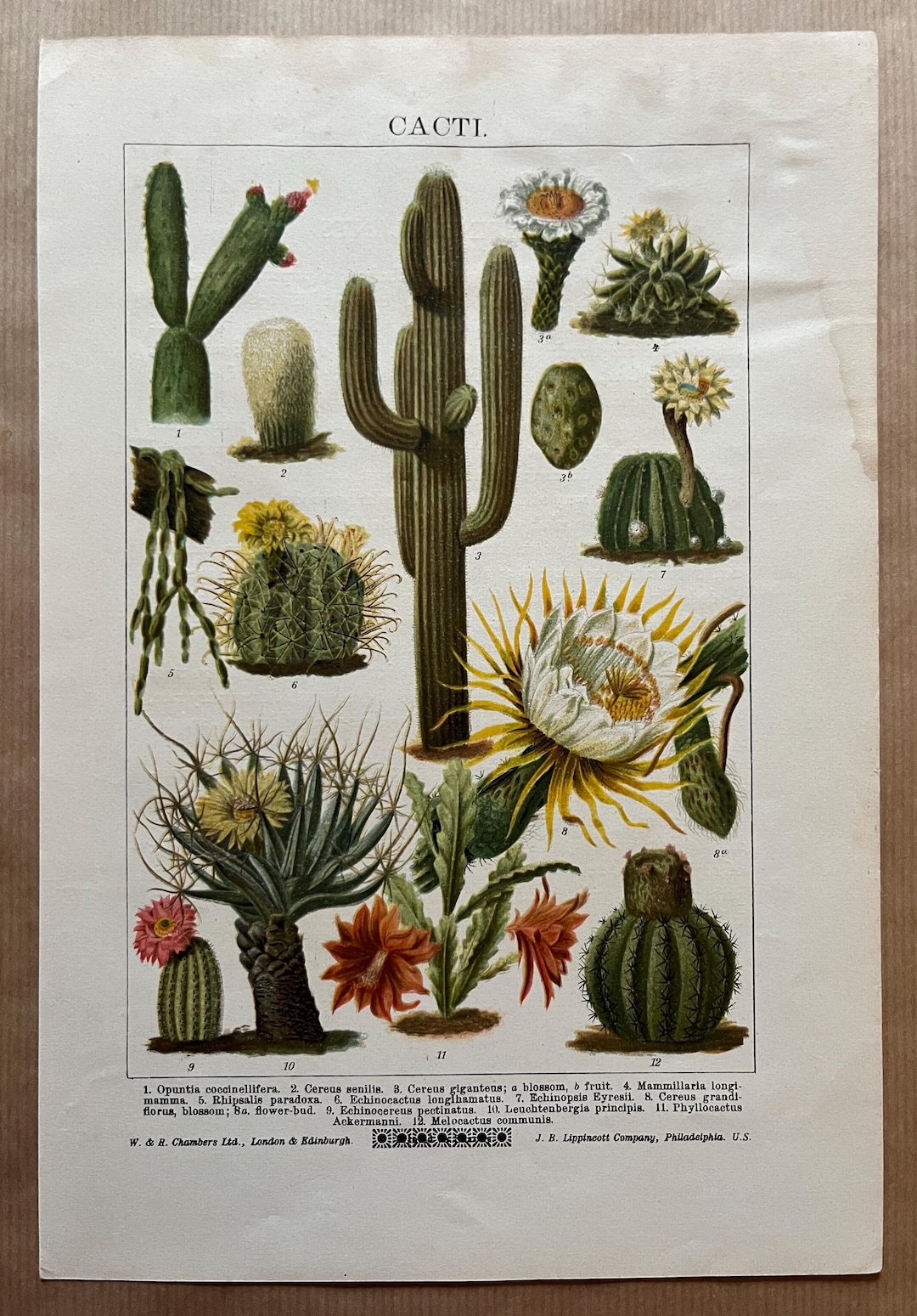 Original Colour Lithograph Print of Cacti From the Gallery of Nature ...