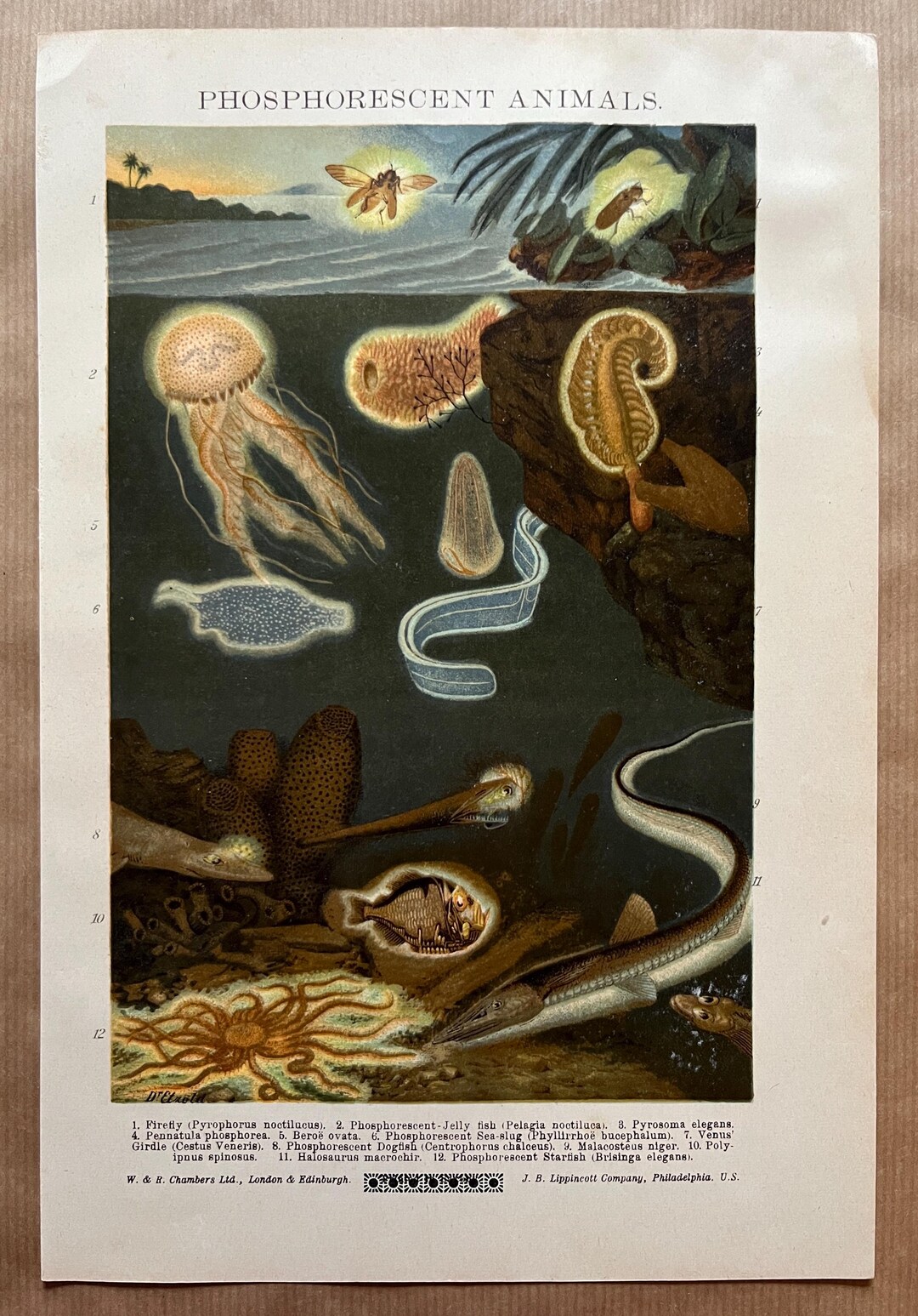 Original Colour Lithograph Print of Phosphorescent Animals From the ...