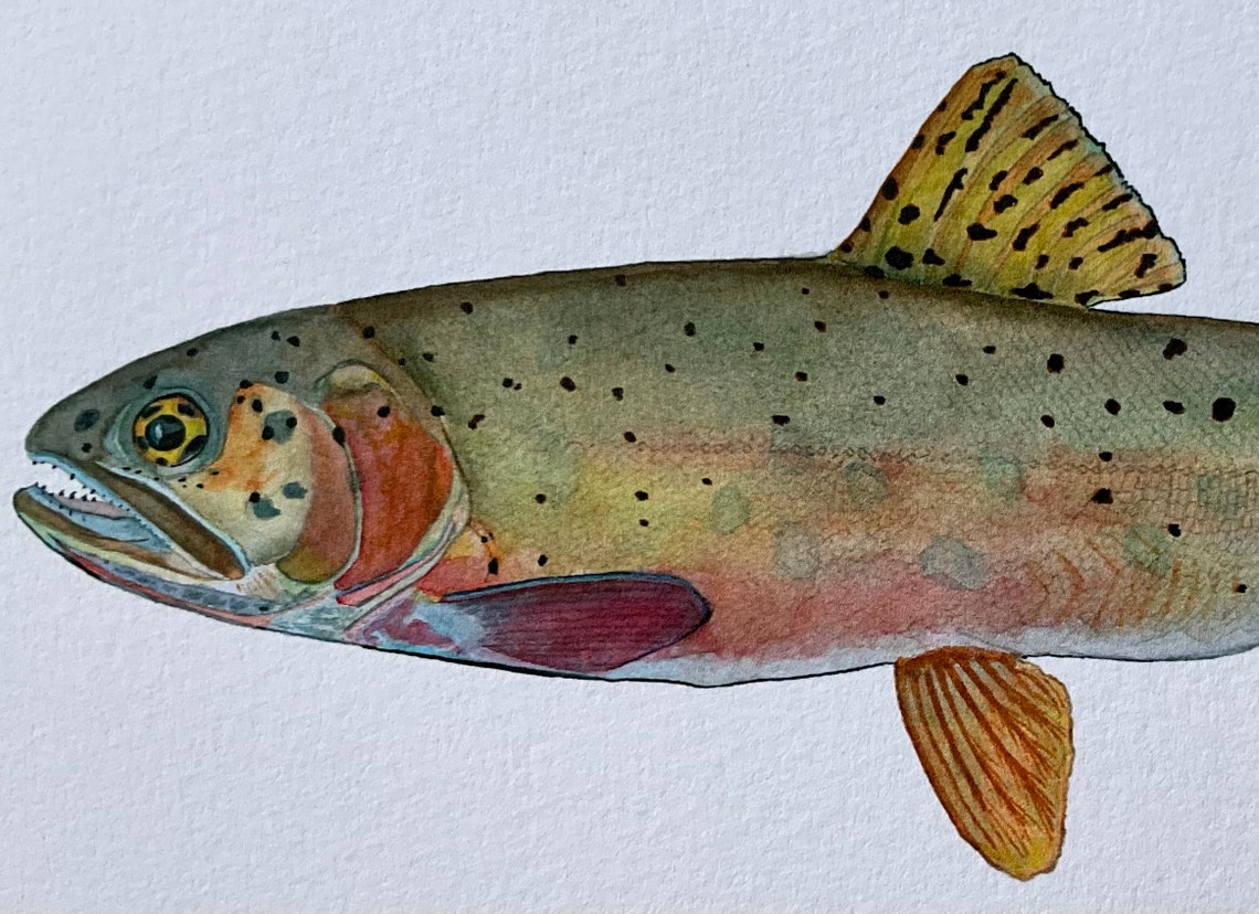 Rio Grande Cutthroat Trout, Watercolor Print - Etsy