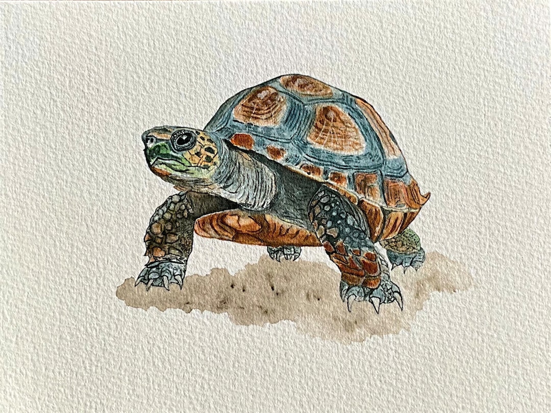Desert Tortoise Watercolor Print - Etsy