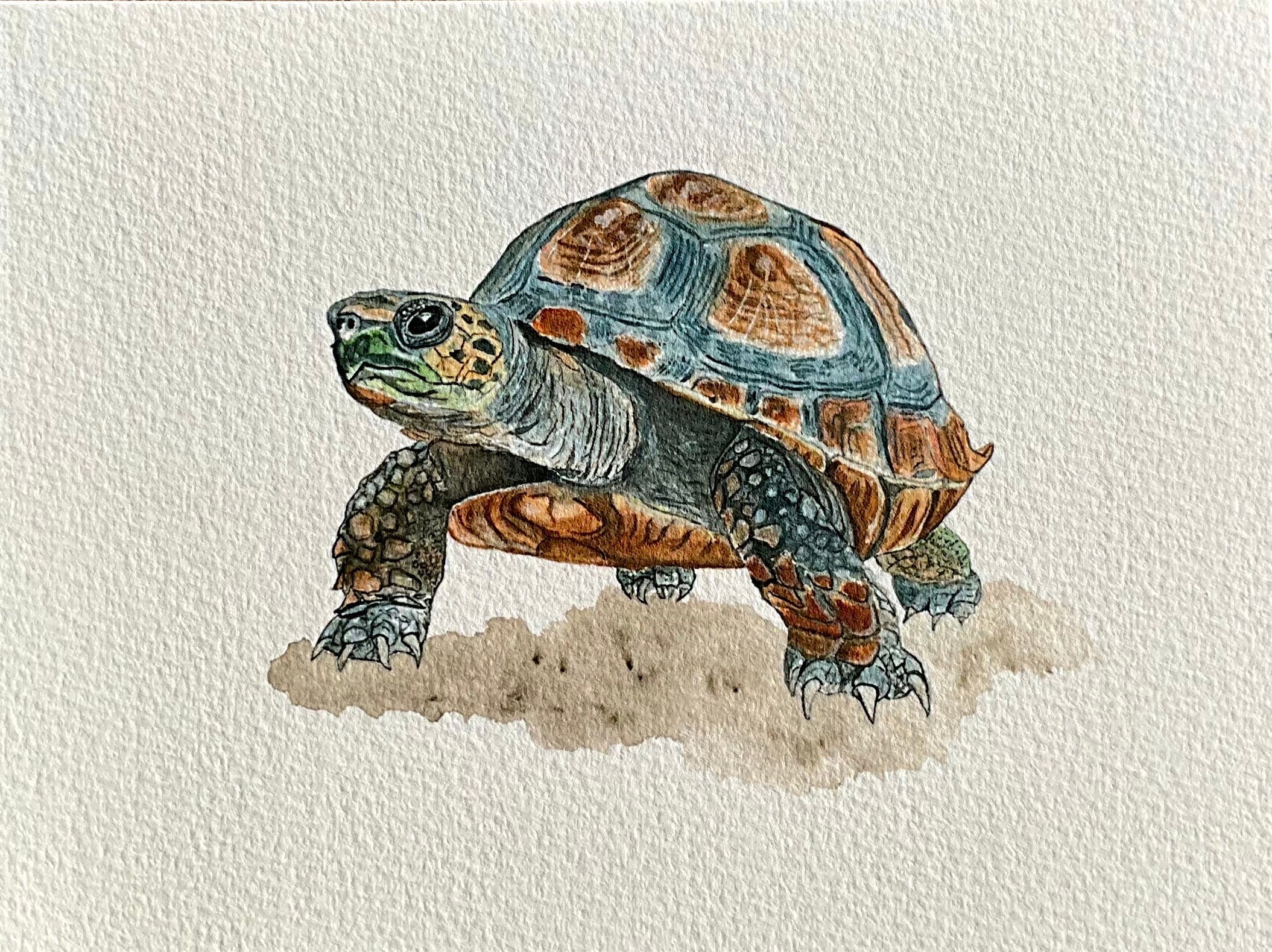 Desert Tortoise Watercolor Print - Etsy