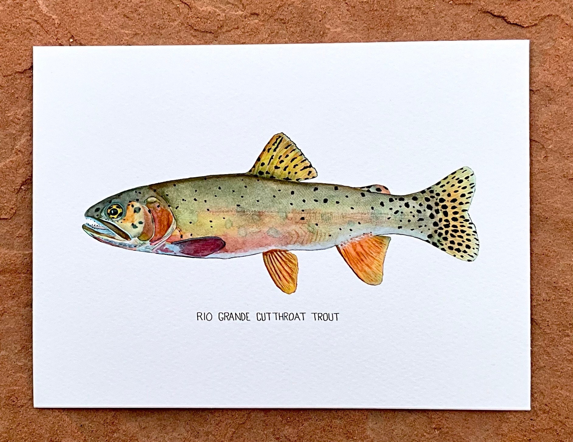 Rio Grande Cutthroat Trout, Watercolor Print - Etsy
