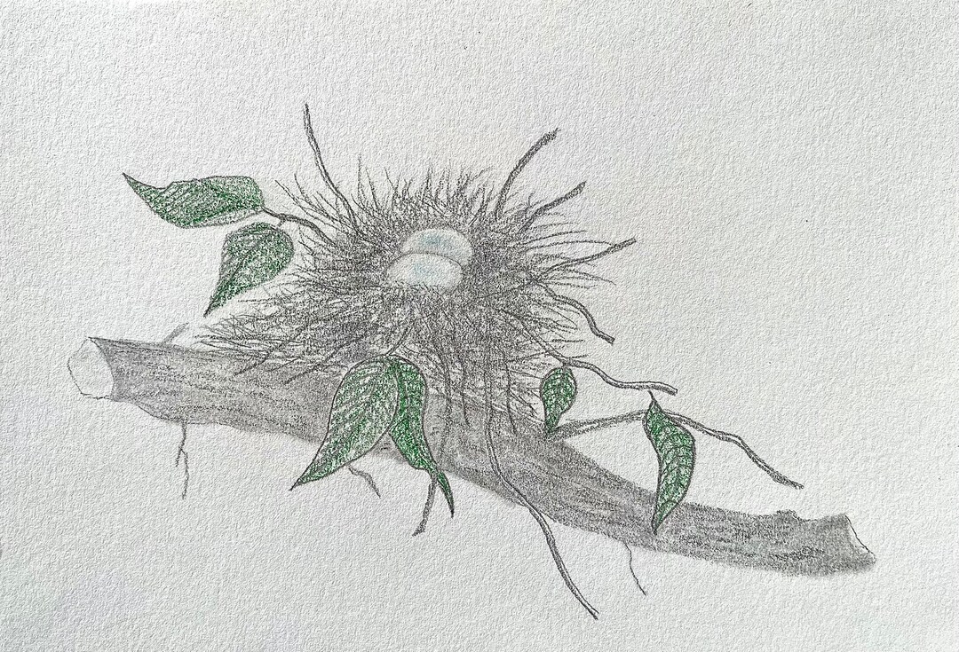 Graphite Bird Nest, Original Drawing - Etsy