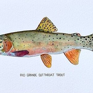 Rio Grande Cutthroat Trout, Watercolor Print - Etsy
