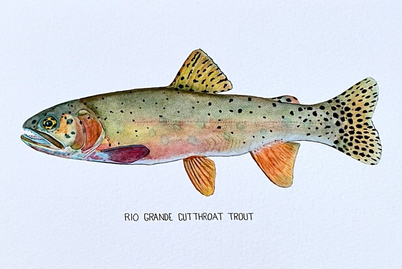 Rio Grande Cutthroat Trout, Watercolor Print - Etsy