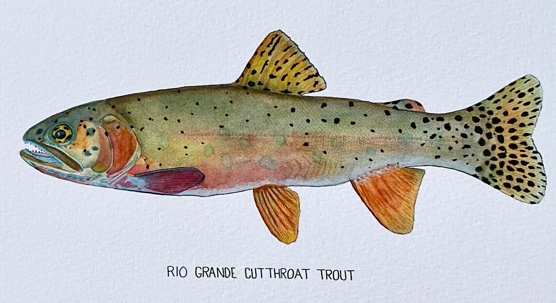 Rio Grande Cutthroat Trout, Watercolor Print - Etsy