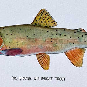 Rio Grande Cutthroat Trout, Watercolor Print - Etsy