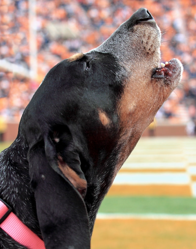 Smokey Mascot Dog Tennessee Vols Mascot Tennessee Vol Football Bluetick ...