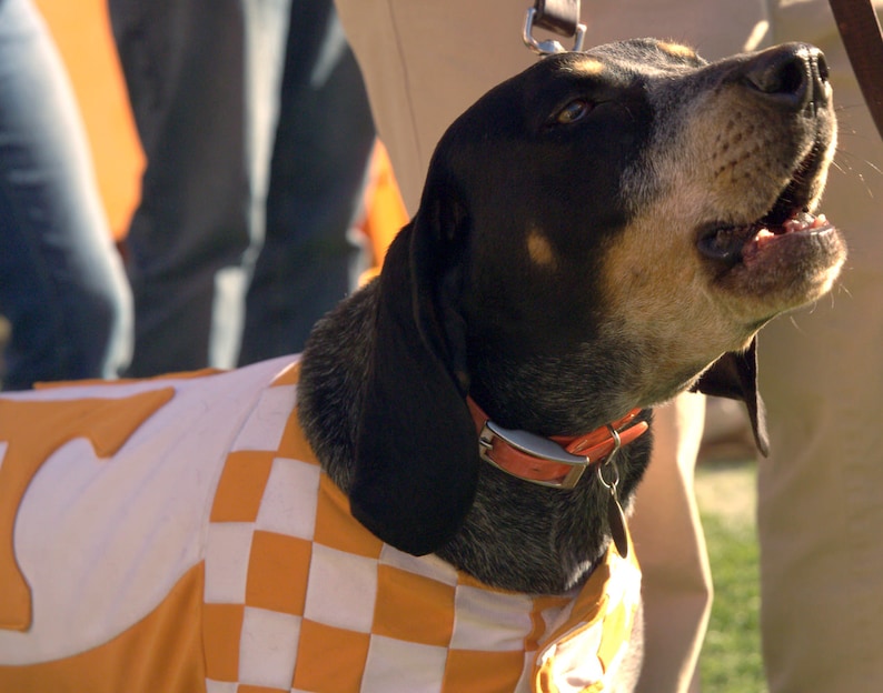 Smokey Mascot Dog Tennessee Vols Mascot Tennessee Vol Football Bluetick ...