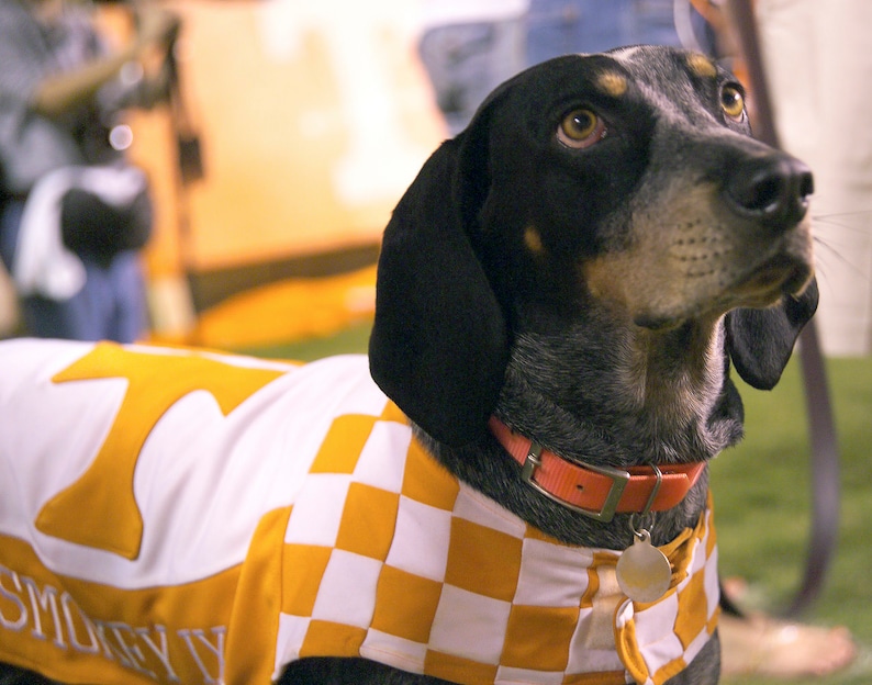 Smokey Mascot Dog Tennessee Vols Mascot Tennessee Vol Football Bluetick ...
