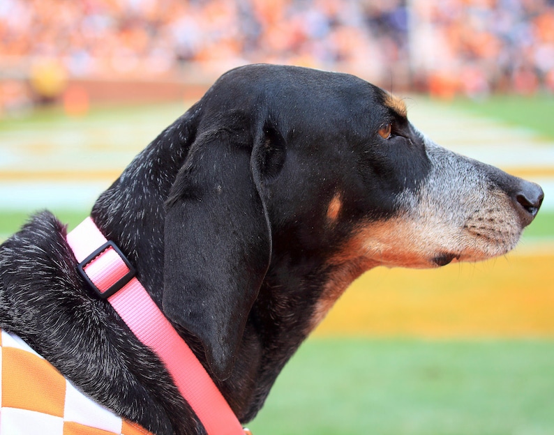Smokey Mascot Dog Tennessee Vols Mascot Tennessee Vol Football Bluetick ...