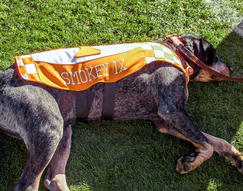 Smokey Mascot Dog Tennessee Vols Mascot Tennessee Vol Football Bluetick ...