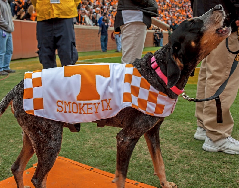 Tennessee Volunteers Smokey UT Vols NCAA Football Mascot Bluetick ...