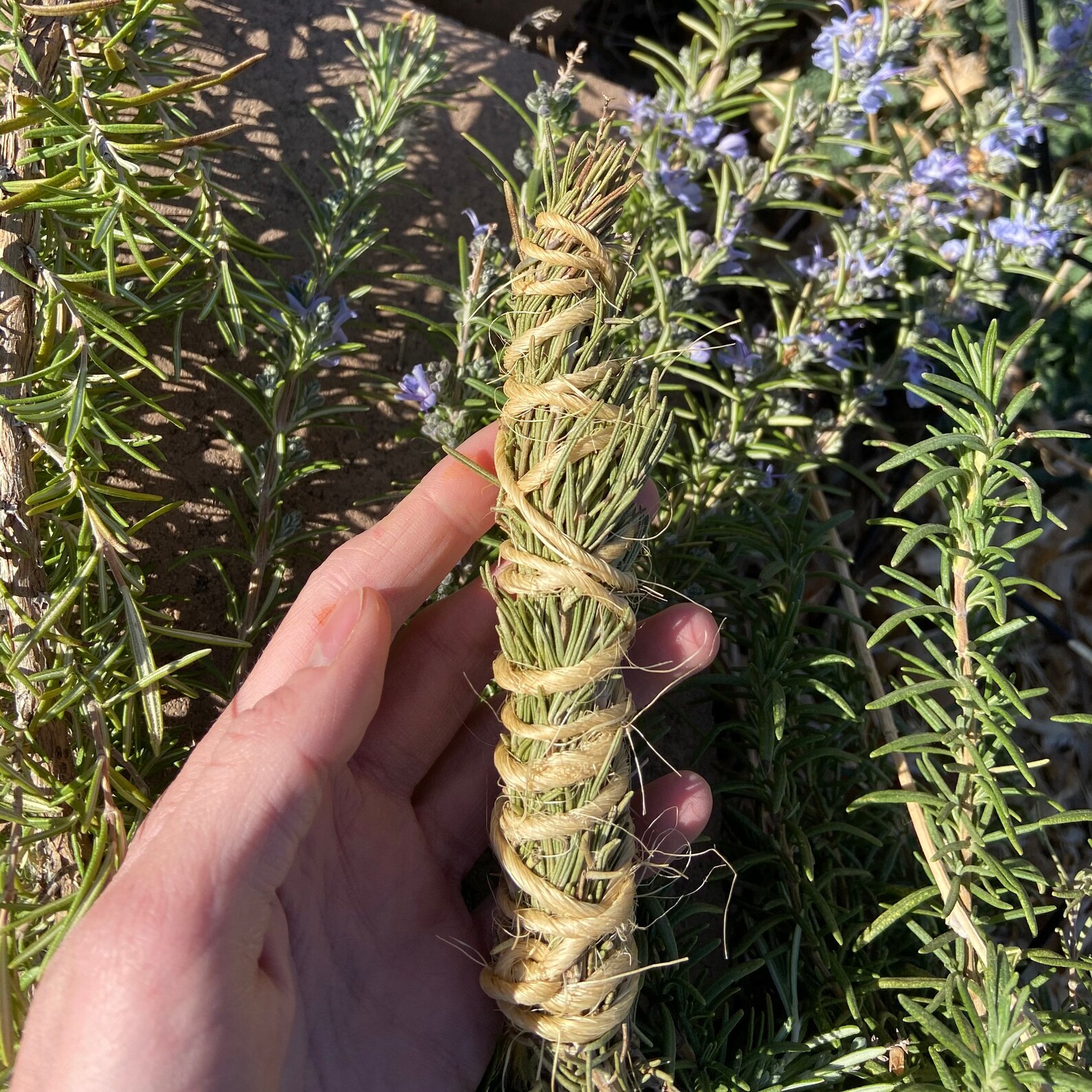 Small Dried Rosemary Bundle - Etsy