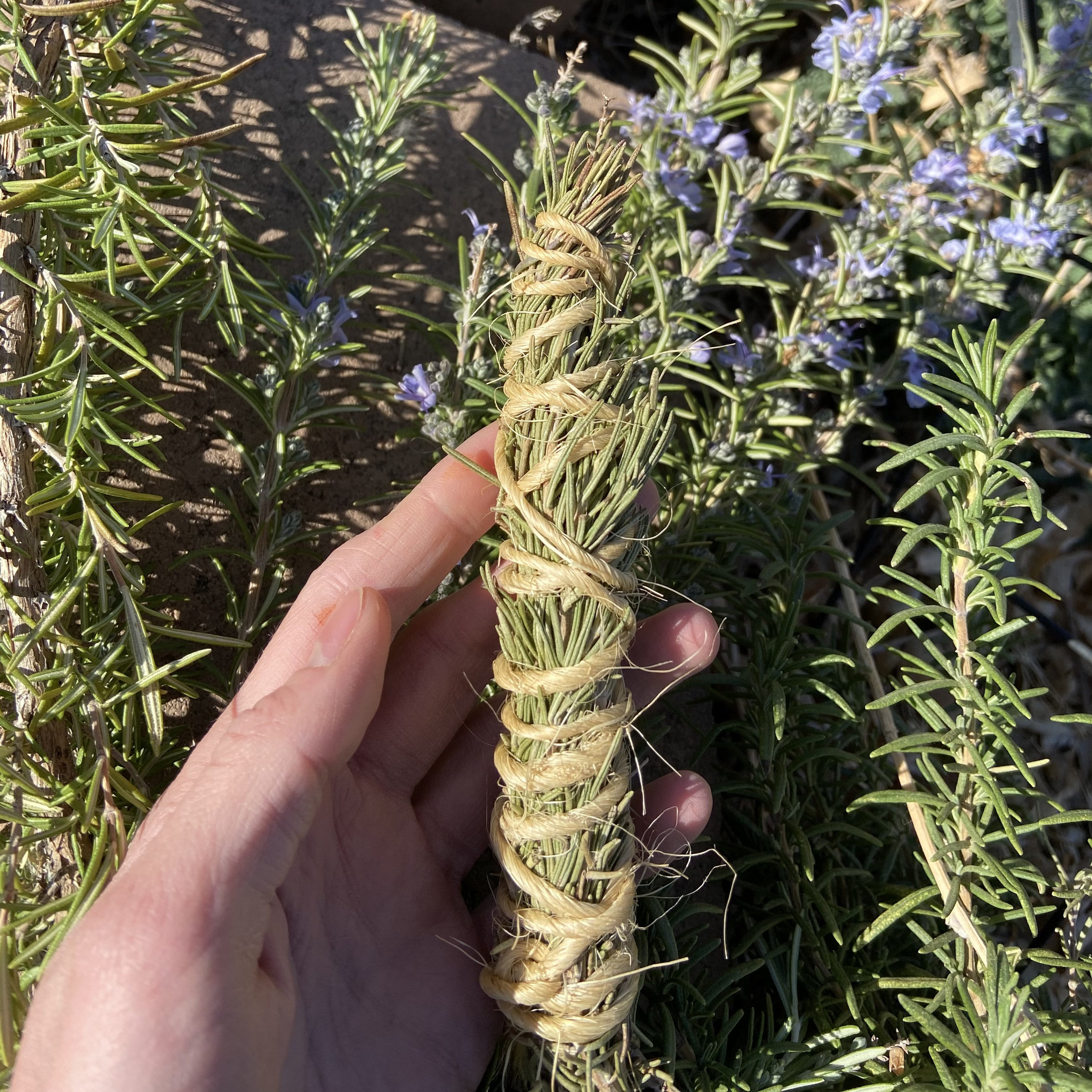 Small Dried Rosemary Bundle - Etsy