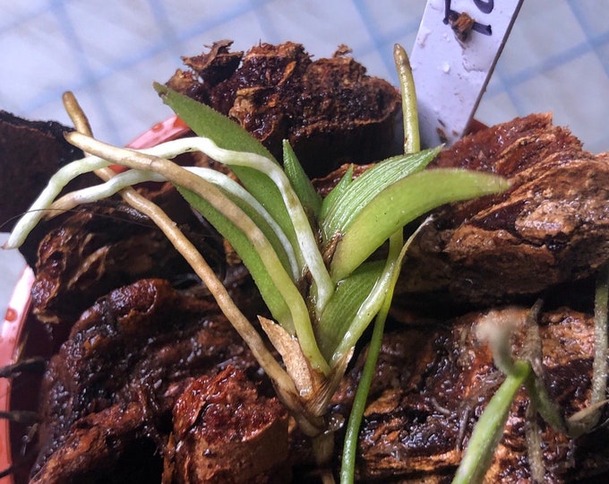 Tolumnia (oncidium) Velutinum Miniature Orchid - Etsy