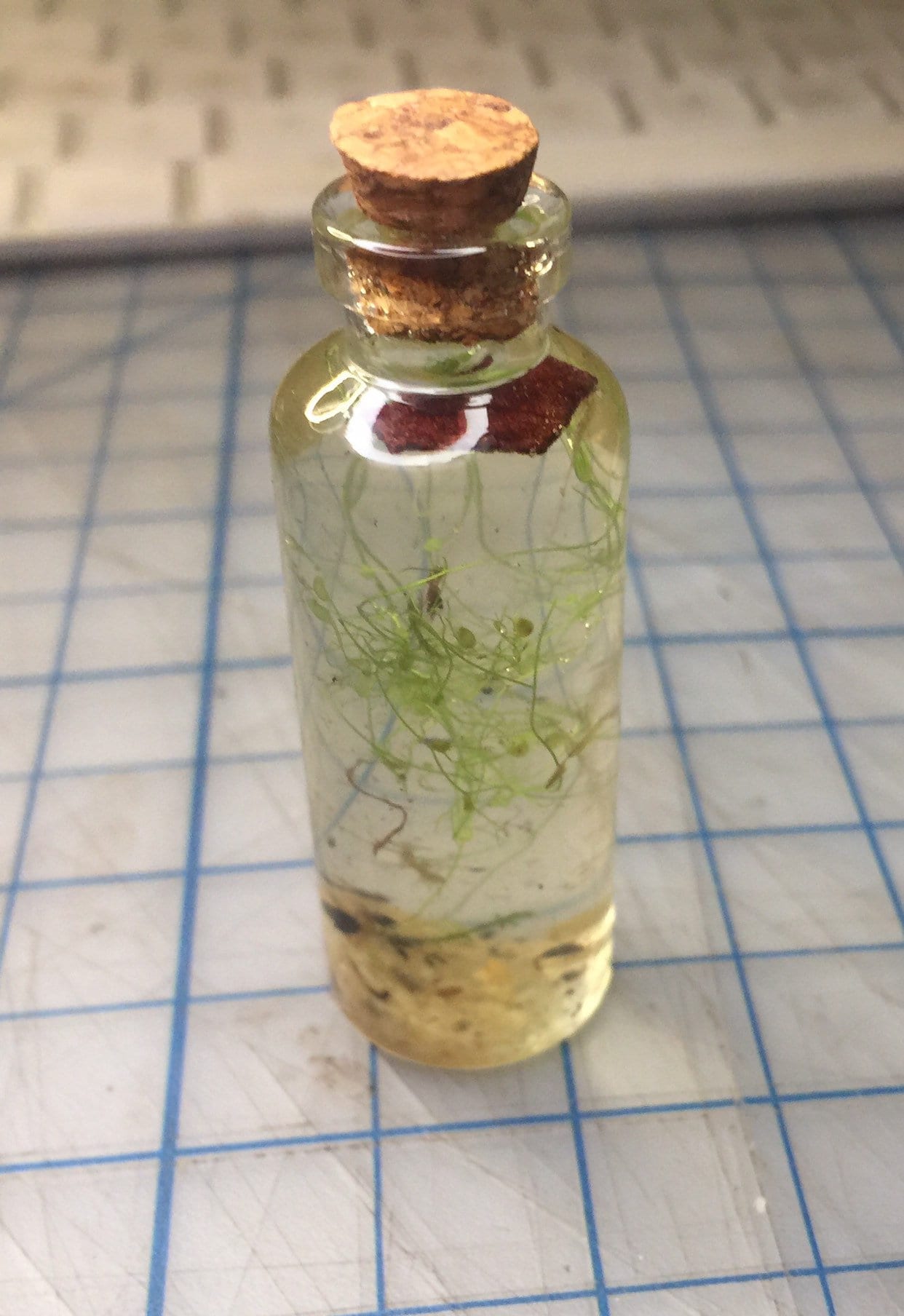 Mini Carnivorous Aquarium Utricularia Gibba and Utricularia Biloba - Etsy