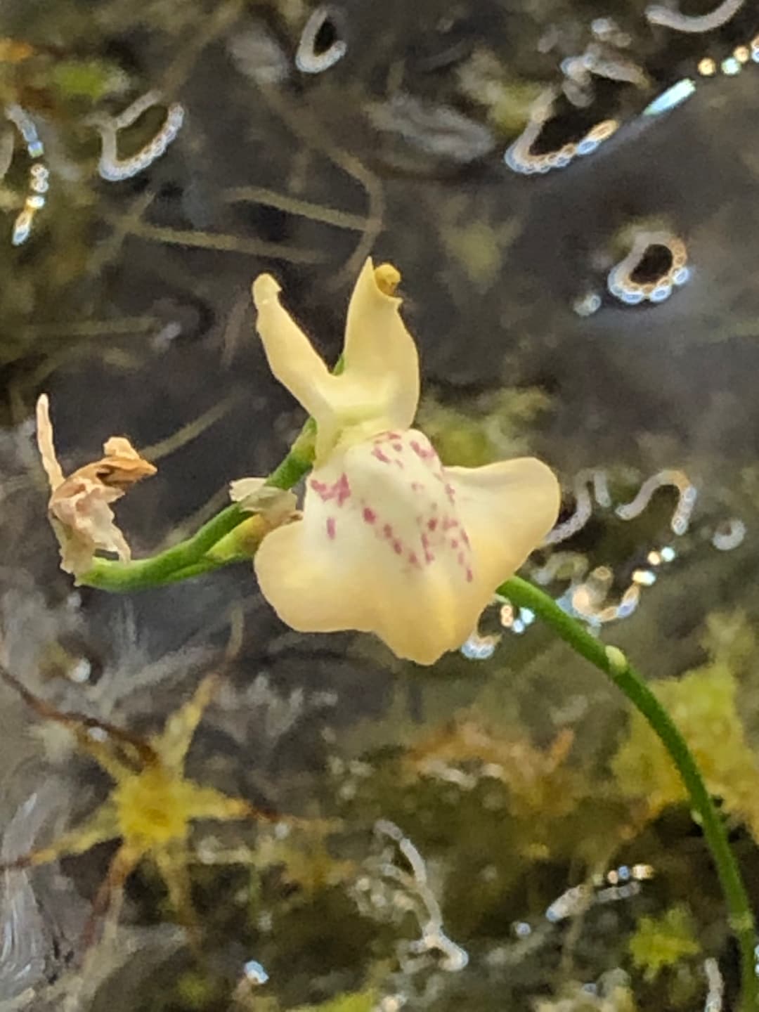 Utricularia Fulva Semi-aquatic Terrarium Plant - Etsy