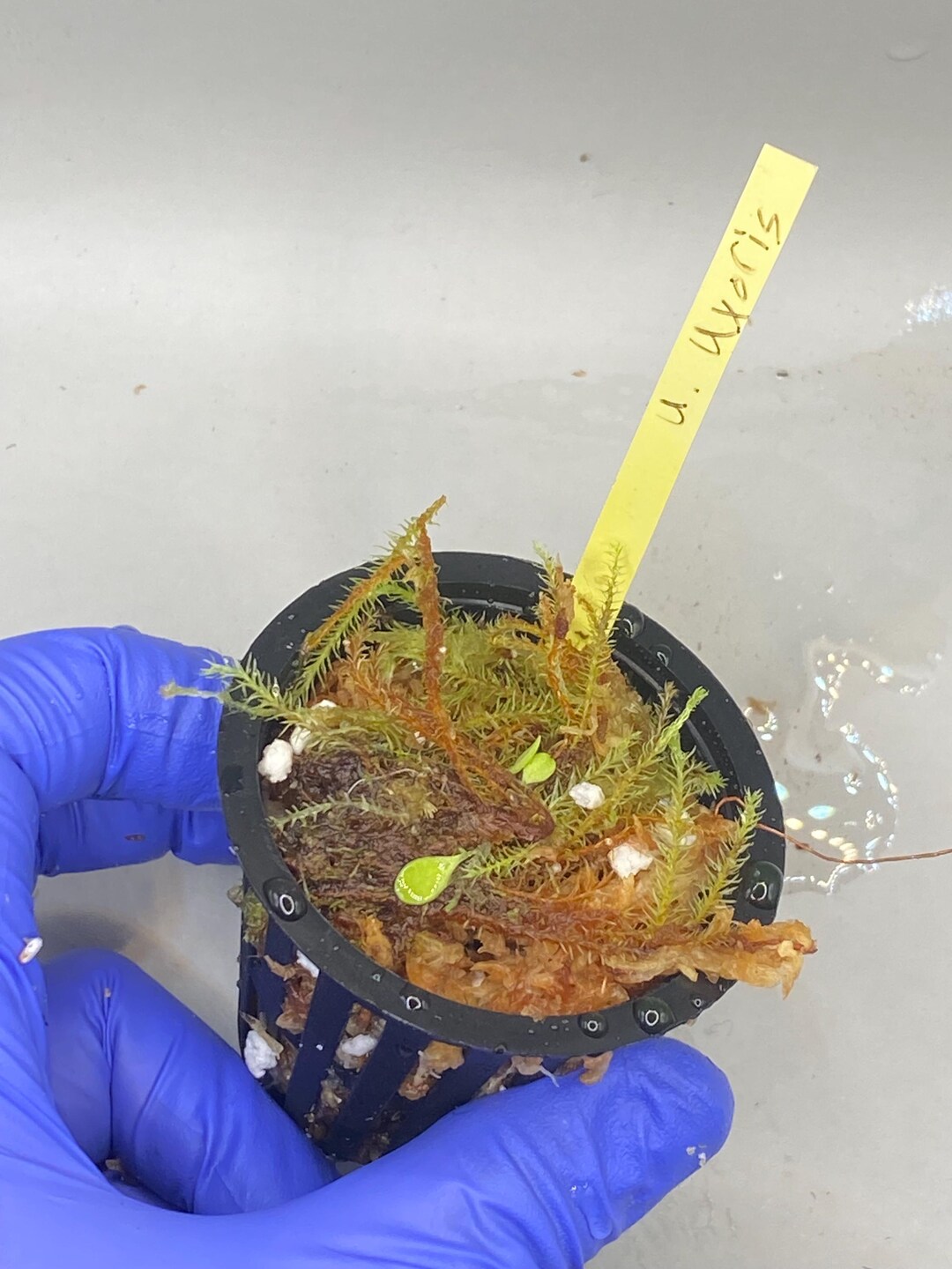 Miniature Carnivorous Orchid Utricularia Uxoris - Etsy