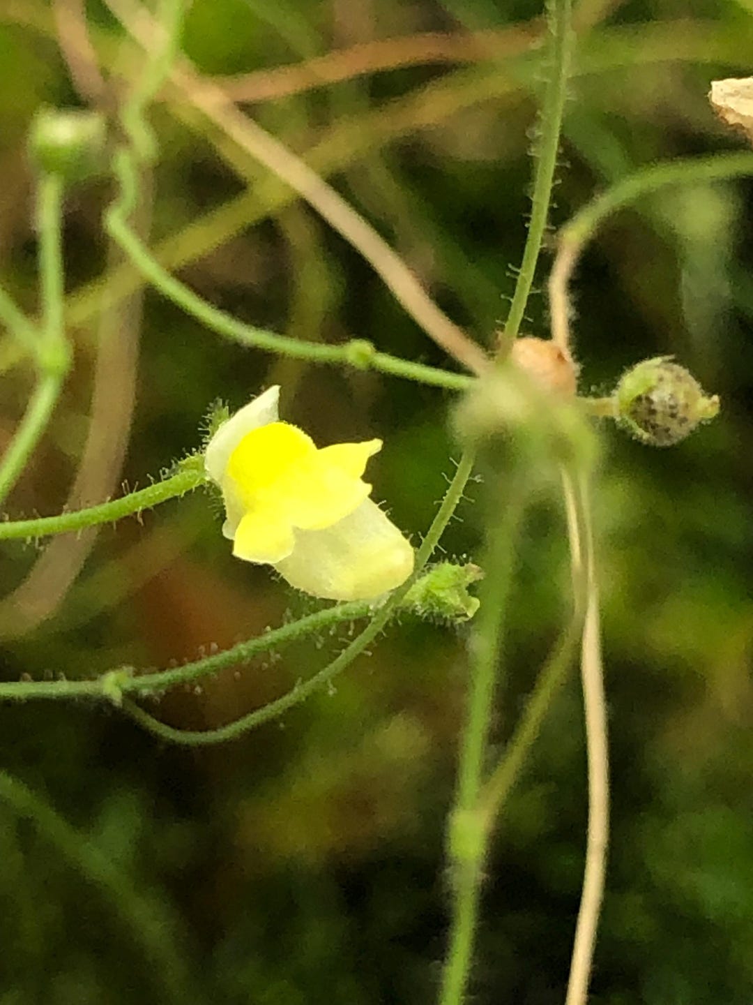 Genlisea Filiformis 1 SEED POD - Etsy