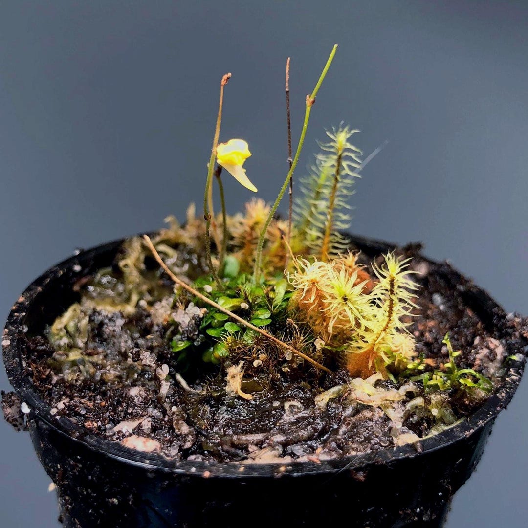 Genlisea Pygmaea (yellow Flower) - Etsy