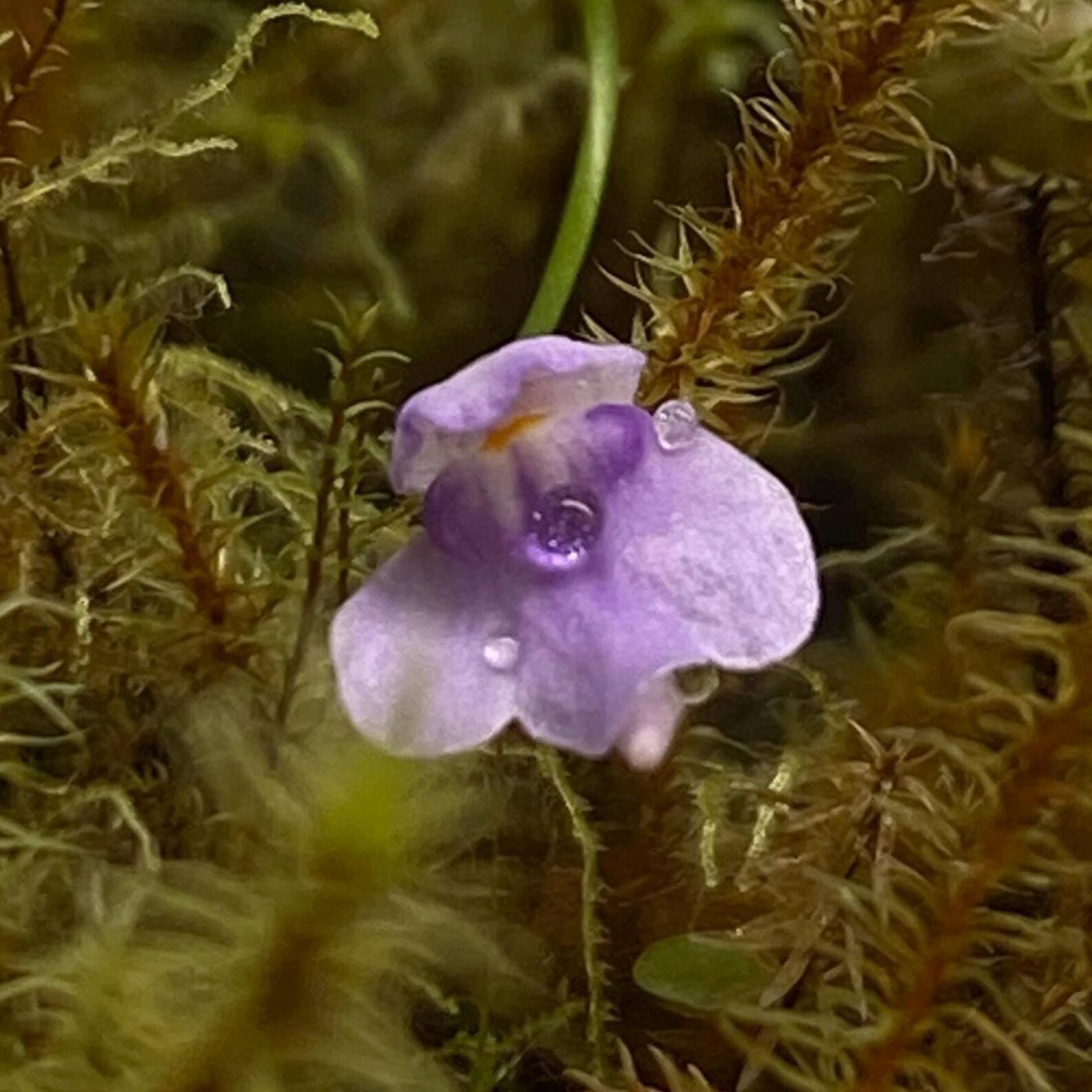 Utricularia Tridentata El Pinar - Etsy