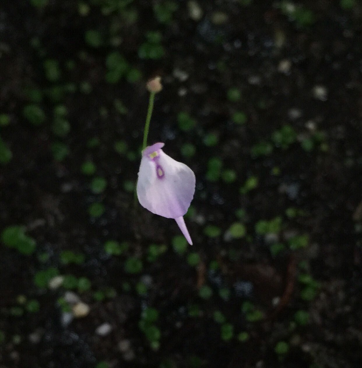 Utricularia Flower