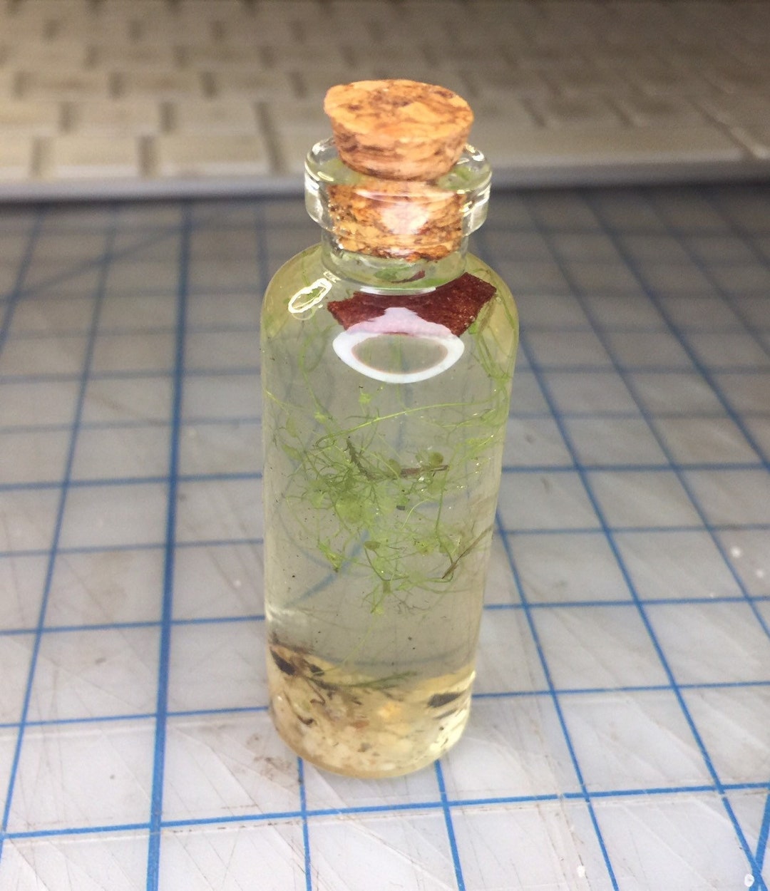 Mini Carnivorous Aquarium Utricularia Gibba and Utricularia Biloba - Etsy