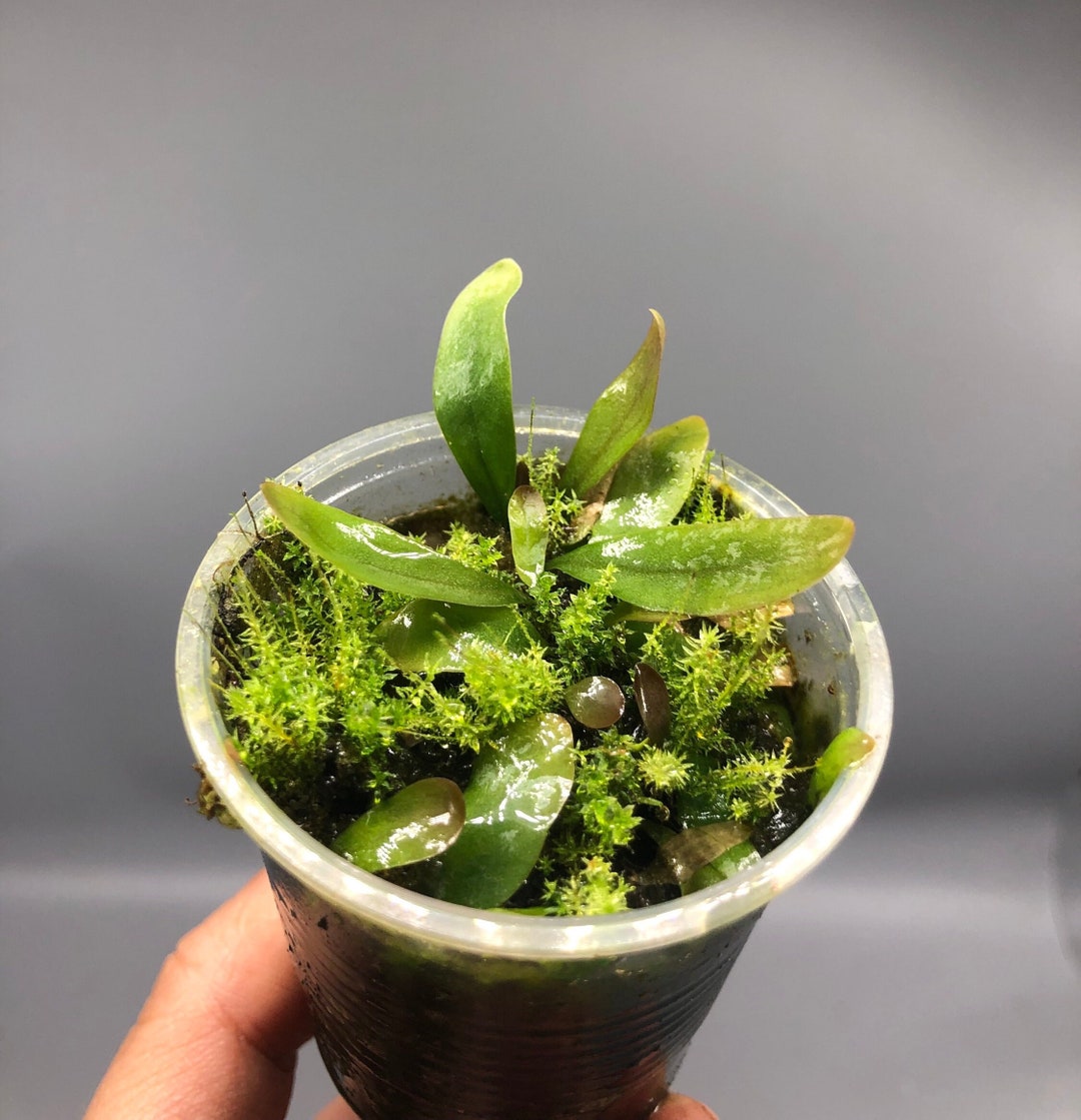 Utricularia Longifolia White Flower - Etsy