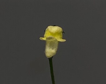 AvantGardenGallery - Etsy