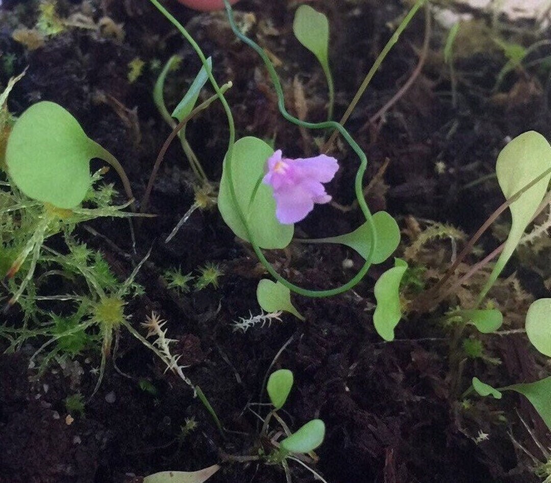 Utricularia Tridentata Hybrid 2" Pot - Etsy