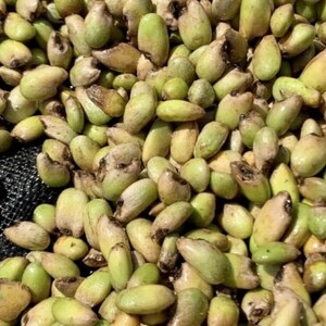 50 Rare Monstera Albo Bulbs Pink Color Variegated Plant Seeds safe Free ...