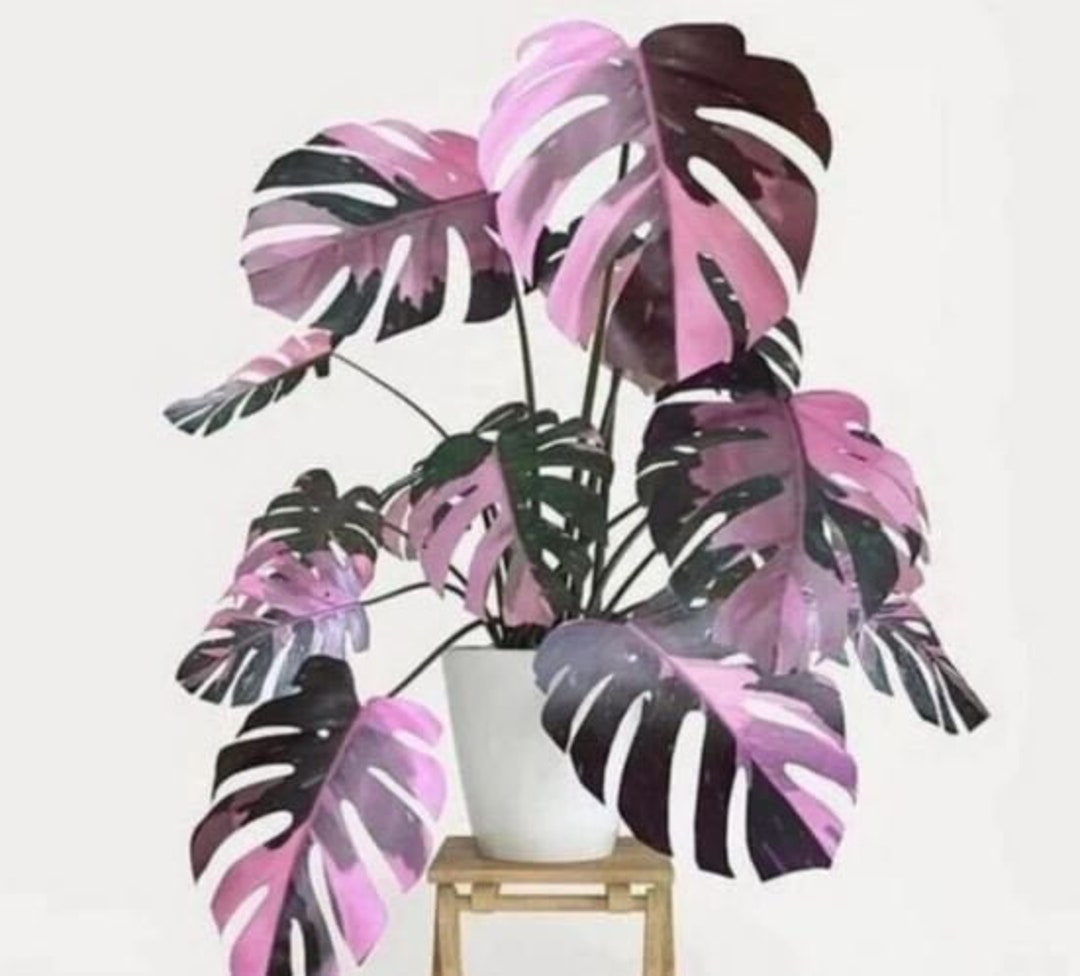 50 Rare Monstera Albo Bulbs Pink Color Variegated Plant Seeds safe Free ...