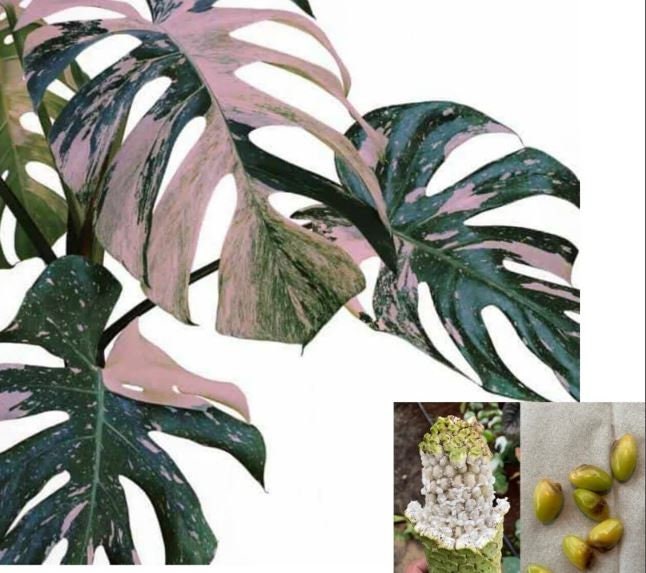 50 Rare Monstera Albo Bulbs Pink Color Variegated Plant Seeds safe Free ...