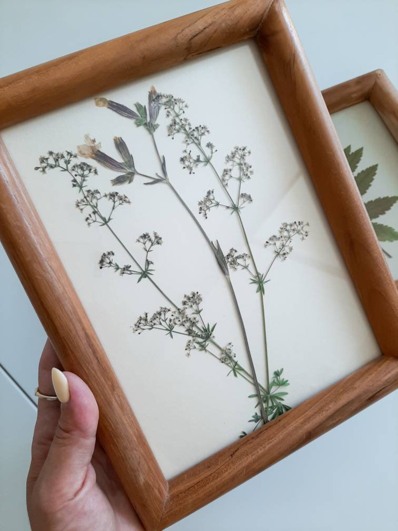 Framed herbarium art/Pressed plants wall decor/Real leaves | Etsy
