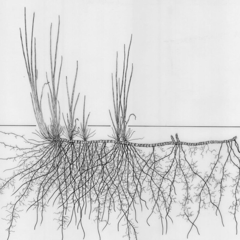 Root Art - Etsy