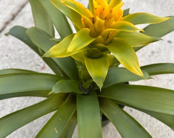 Bromeliad Yellow -easy Care Keep Water in Flower Cup! Approximately 1 ...