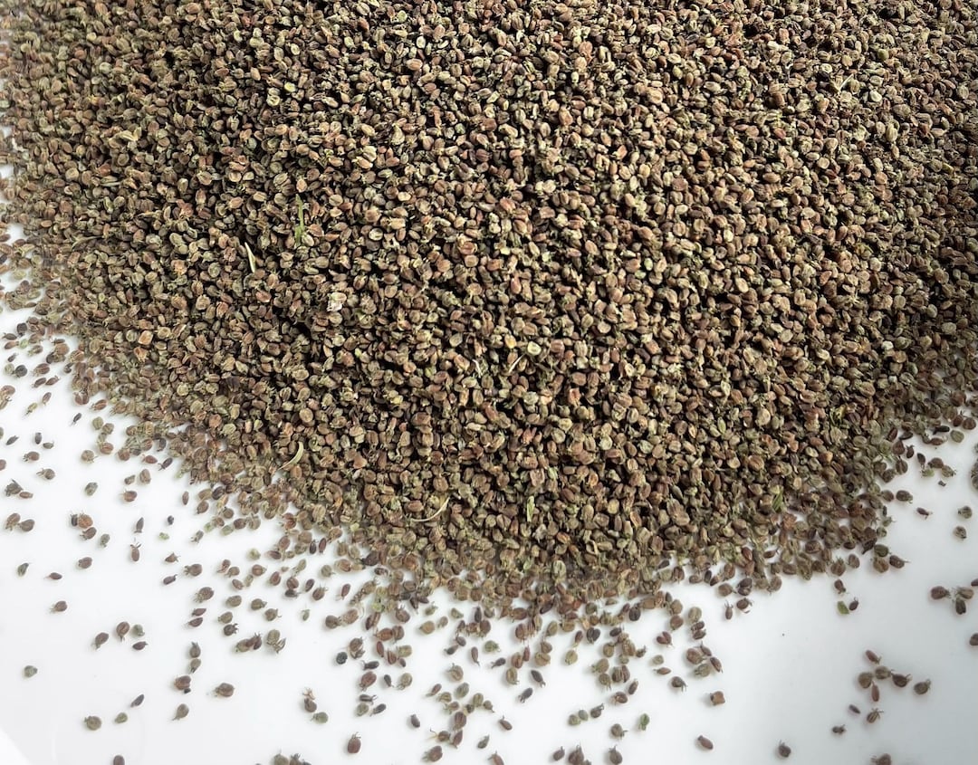 Long Leaf Cilantro (recao Long) 100 Seeds - Etsy