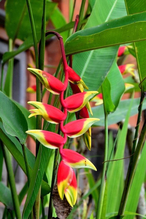 Heliconia rostrata (hanging flower)