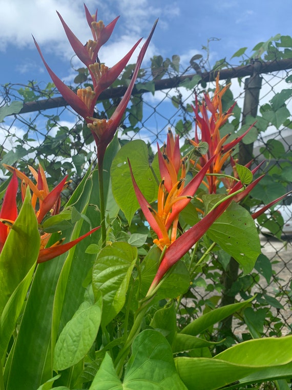 2 Heliconia psittacorum 'andromeda' rhizomes Planters & Pots Outdoor ...
