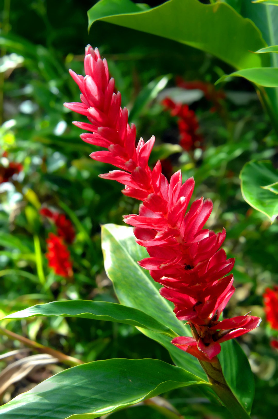 Red Ginger exotic Plant Alpinia Purpurata 2 Rhizome - Etsy