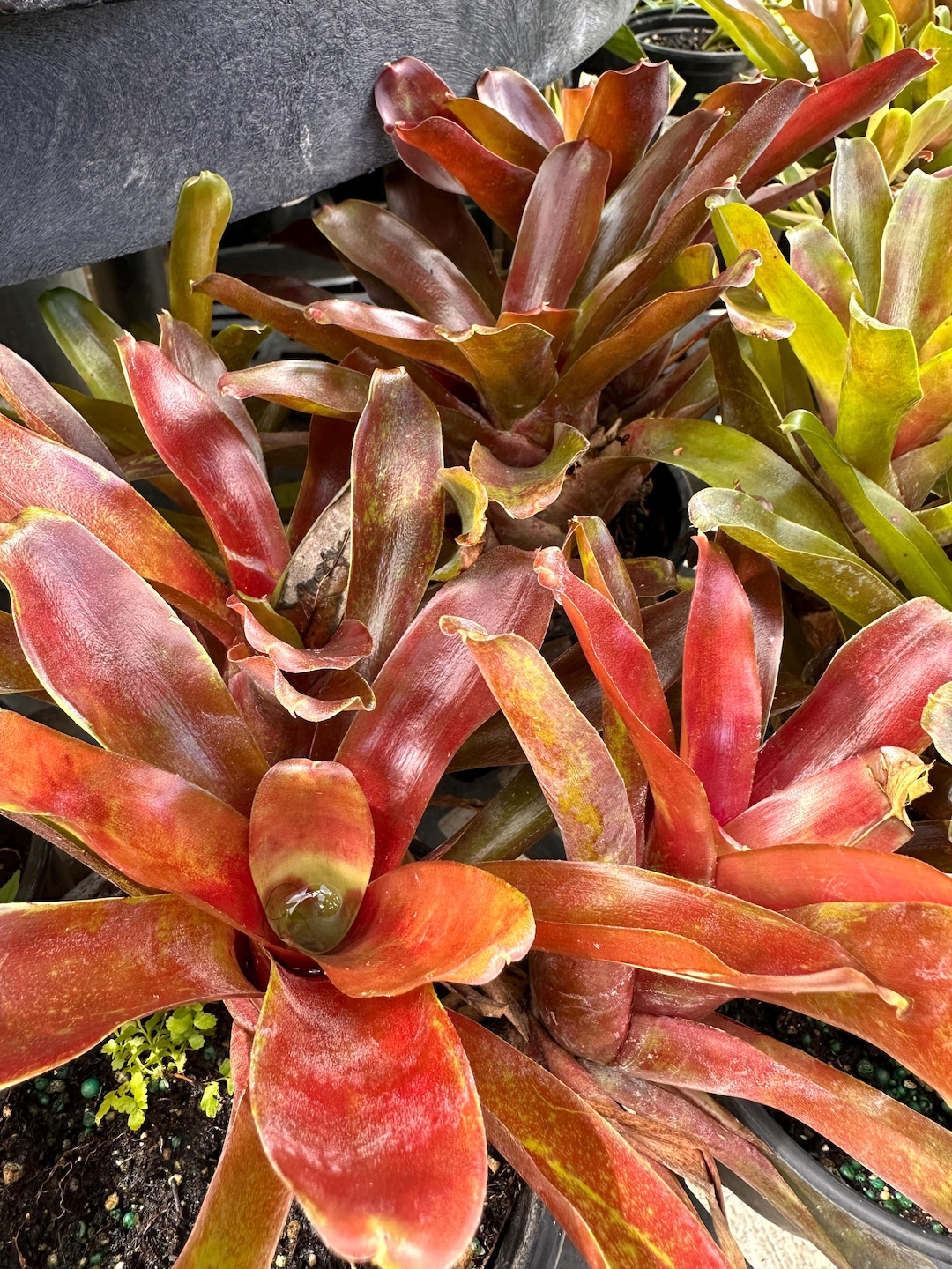 Dwarf Red and Green Bromeliad, 2 Plants - Etsy