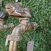 Brass Faucet Water Fish Gold Garden Vintage Tap Home Spigot Yard Decor ...