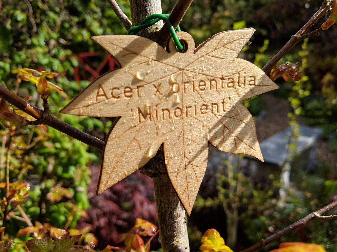 Tree & Plant Marker Wooden Customised - Etsy